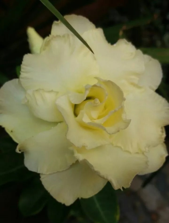1 Rosa Do Deserto Amarelo Dobrada Muda Adulta - R$ 88,48 em Mercado Livre 1 Rosa Do Deserto Amarelo Dobrada Muda Adulta - R$ 88,48 em Mercado Livre