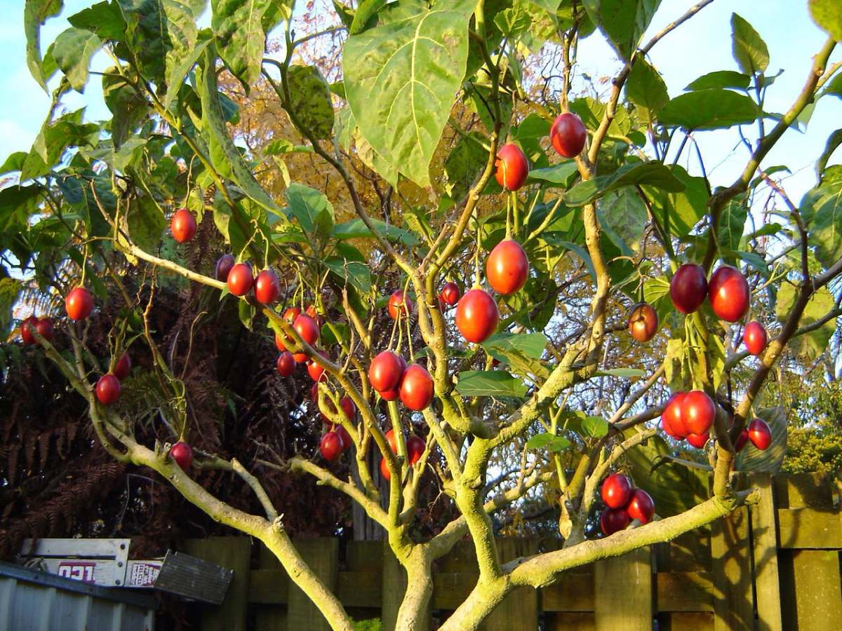 40 Semillas De Tamarillo O Tomate De Árbol Fruta Muy Rara 60 00 En