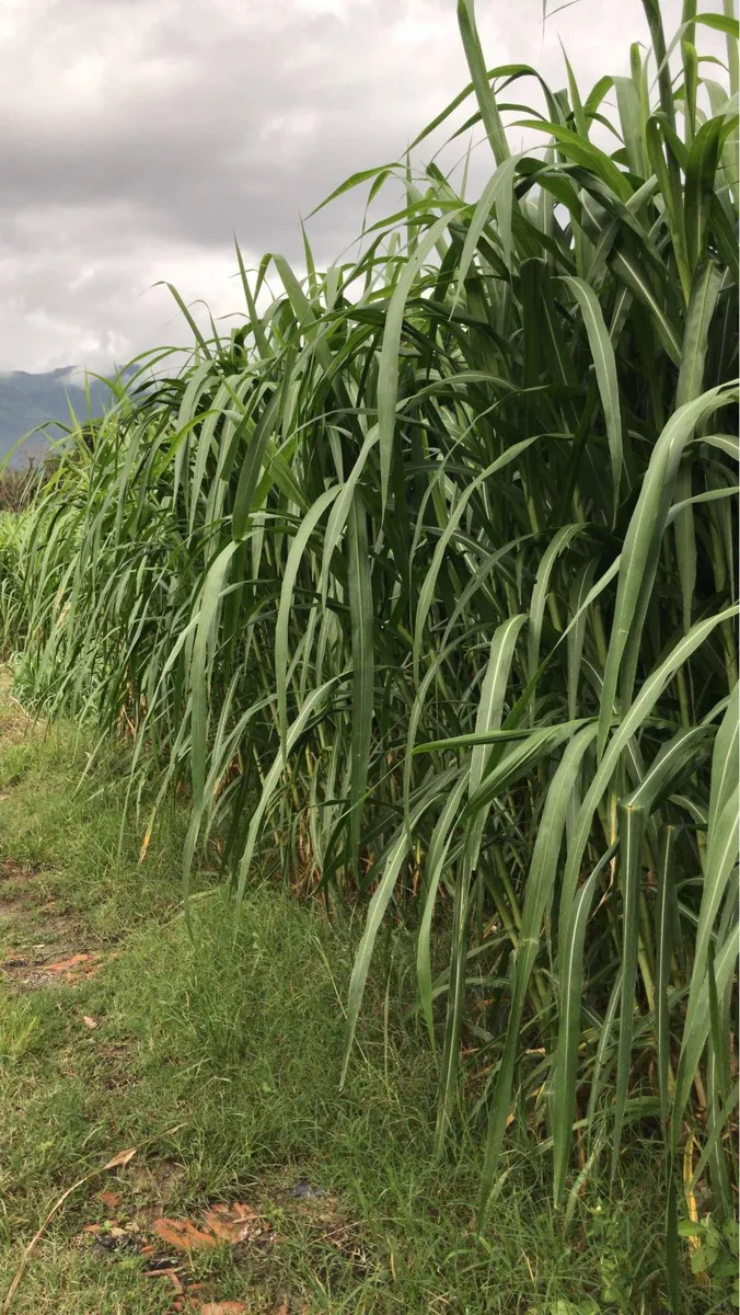 Pasto Rodas Semilla de Corte Bulto 30 Kilos Envio Gratis | Mebuscar ... Pasto Rodas Semilla de Corte Bulto 30 Kilos Envio Gratis | Mebuscar ...