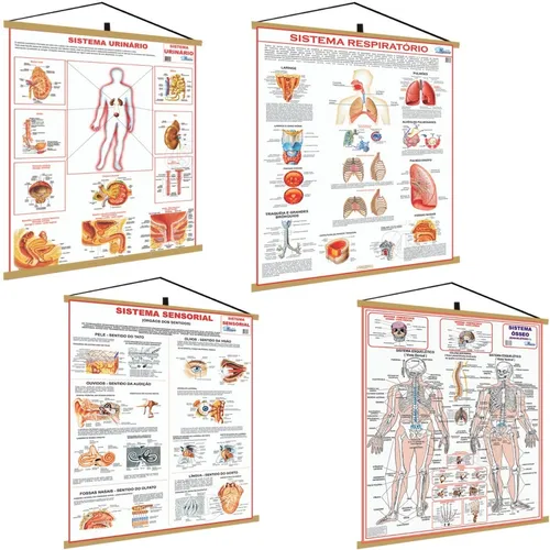 18 Mapa Anatomia Corpo Humano Sistema Muscular Anatomia Medicina ... 18 Mapa Anatomia Corpo Humano Sistema Muscular Anatomia Medicina ...