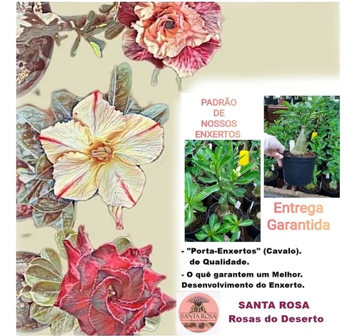 Rosa Do Deserto Muda De Enxerto Adenium Obesun Ferrari R$ 75 em Santa ... Rosa Do Deserto Muda De Enxerto Adenium Obesun Ferrari R$ 75 em Santa ...