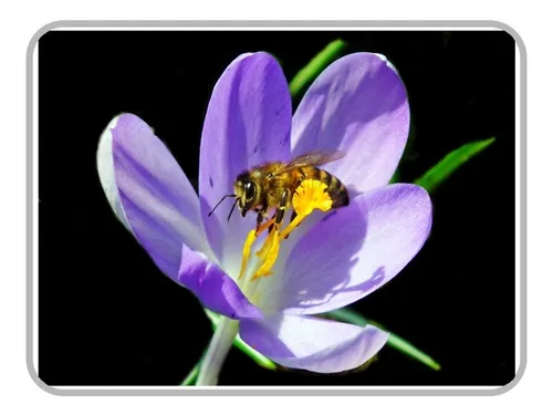 Mel Orgânico Puro Natural De Abelha Apis Flora Angico 480g Mebuscar