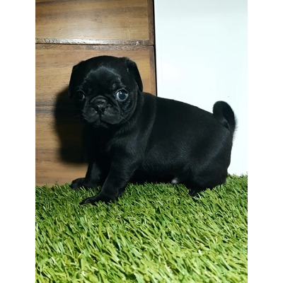 Perro Puggle Bebe Adorable Bebé Pug Black De Tan Solo 5 Días De