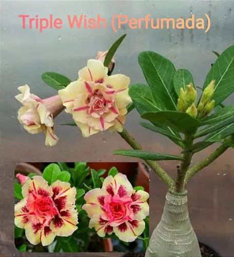 Rosa Do Deserto Tripla Amarela Muda De Enxerto Triple Wish R$ 72 em ... Rosa Do Deserto Tripla Amarela Muda De Enxerto Triple Wish R$ 72 em ...
