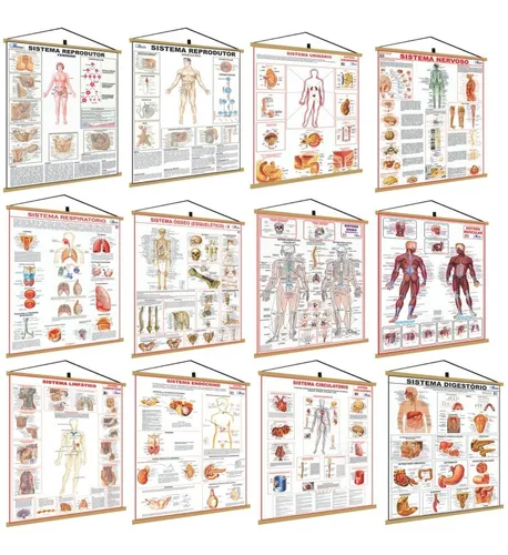 18 Mapa Anatomia Corpo Humano Sistema Muscular Anatomia Medicina ... 18 Mapa Anatomia Corpo Humano Sistema Muscular Anatomia Medicina ...