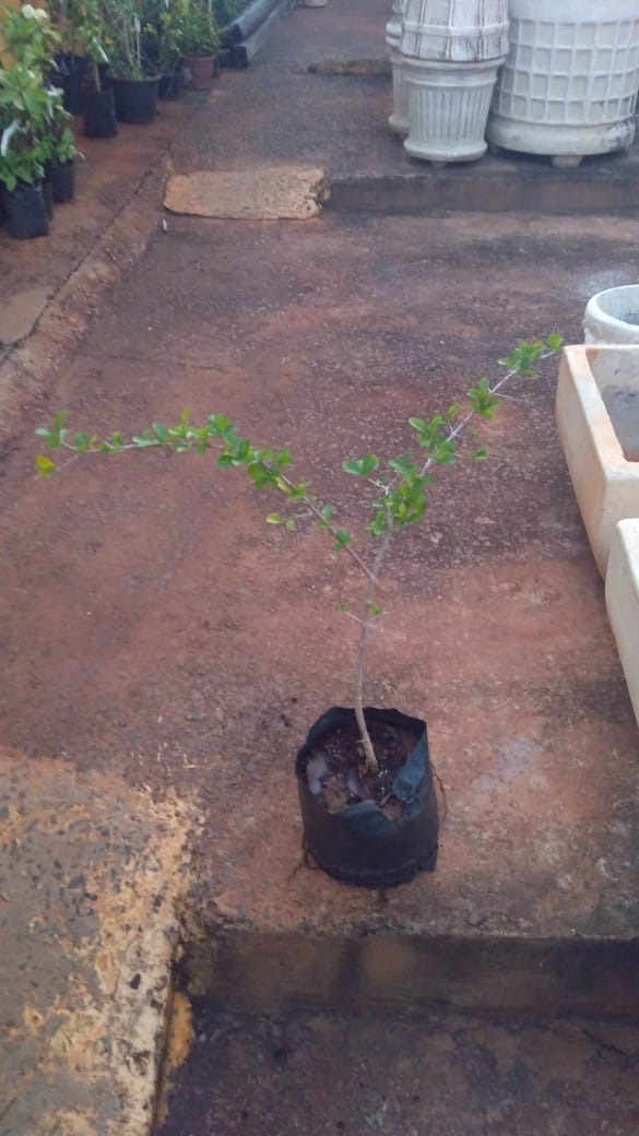Acerola Gigante - Lindas Mudas (estaquia) !!! | Mercado Livre Acerola Gigante - Lindas Mudas (estaquia) !!! | Mercado Livre