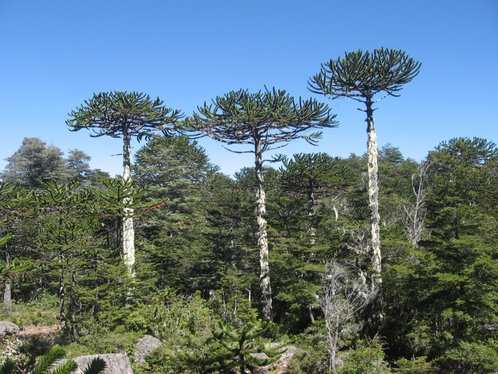 Araucaria Araucana / Pewén / Pehuén / Árbol Ornamental Xs | VIVEROMAHUIDA Araucaria Araucana / Pewén / Pehuén / Árbol Ornamental Xs | VIVEROMAHUIDA
