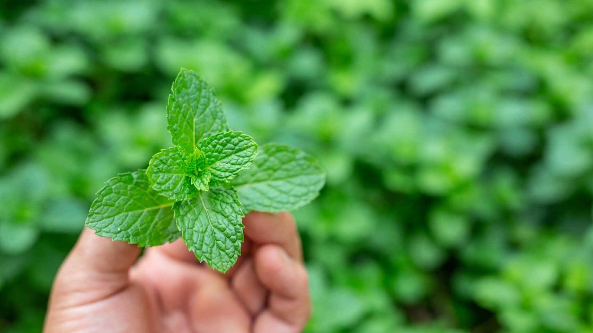 Semilla De Menta 150 Semillas Mercado Libre