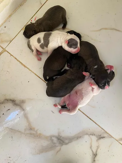 Ahuyentador De Perros Por Ultrasonido | MercadoLibre.com.do