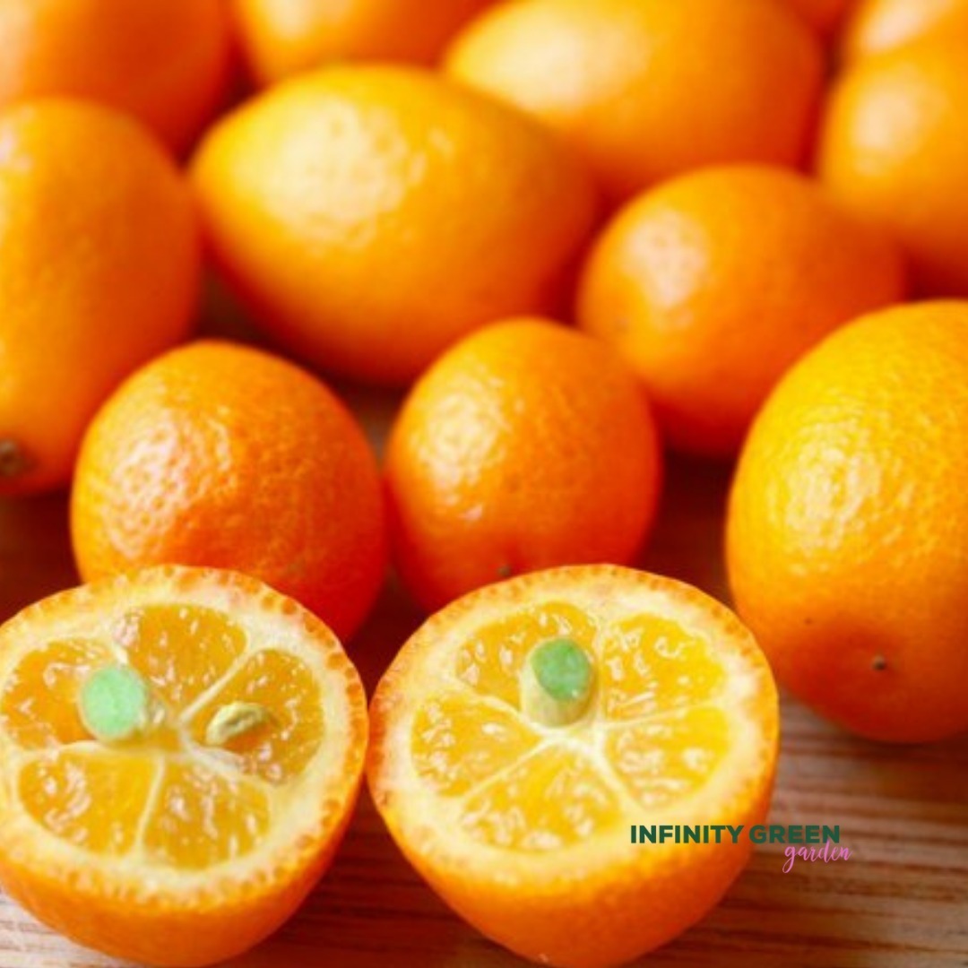 Muda De Laranja Kinkan Enxertada - Produzindo | Mercado Livre Muda De Laranja Kinkan Enxertada - Produzindo | Mercado Livre