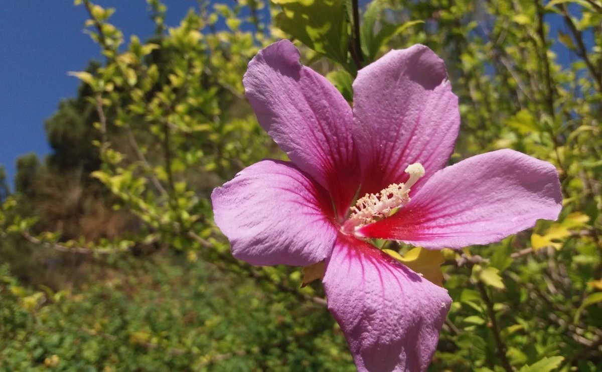 Altea Rosa De Siria Hibiscus Syriacus 4lts Vivero Online 24hs