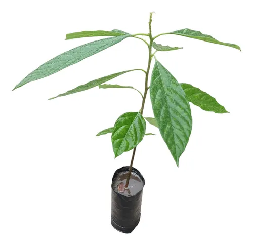 Palta Zutano Planta Patrón Portainjerto en venta en Huaral Lima por ... Palta Zutano Planta Patrón Portainjerto en venta en Huaral Lima por ...