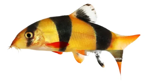 Pez Botia Payaso Naranja | MercadoLibre