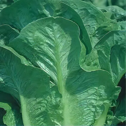 Lechuga romana blanca de París - 10 g = 9000 semillas | MercadoLibre