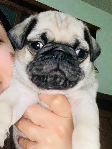 Cachorros Pug Color Negro Y Cervato en venta en San Salvador El Verde ... Cachorros Pug Color Negro Y Cervato en venta en San Salvador El Verde ...