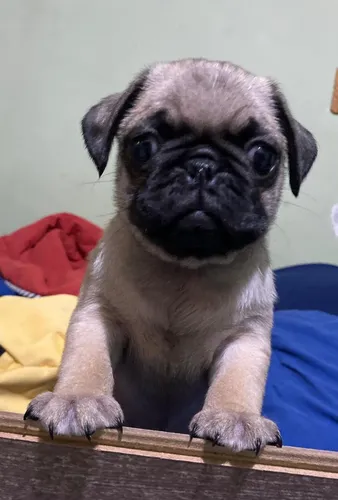Cachorros Pug Color Negro Y Cervato en venta en San Salvador El Verde ... Cachorros Pug Color Negro Y Cervato en venta en San Salvador El Verde ...