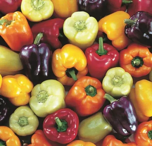 Mix De Semillas De Pimiento Morron Colores en venta en Capital Federal ... Mix De Semillas De Pimiento Morron Colores en venta en Capital Federal ...