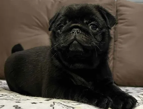 Pug Carlino Negros Reserva en venta en General San Martín Bs.As. G.B.A ... Pug Carlino Negros Reserva en venta en General San Martín Bs.As. G.B.A ...