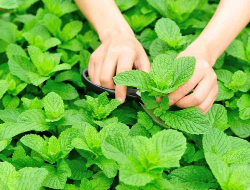 Más De 300 Semillas De Menta Para Plantar Jierbas Sen Omg Pa Envío Gratis