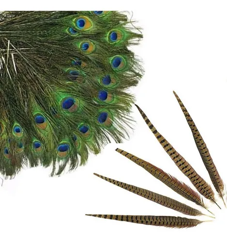 10 plumas naturales de pavo real y 5 plumas de faisán para manualidades ... 10 plumas naturales de pavo real y 5 plumas de faisán para manualidades ...