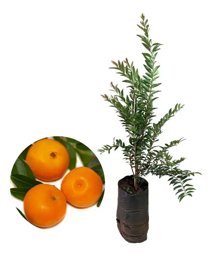 Muda De Uvaia Ou Orvalha Fruta Exótica | MercadoLivre