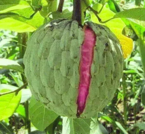 30 Semillas De Ilama Rosa (annona Diversifolia) Anona | MercadoLibre