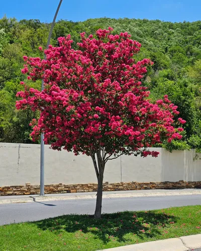 Árbol Atmosférica Lagerstroemia Indica (árbol De Júpiter) | Envío gratis