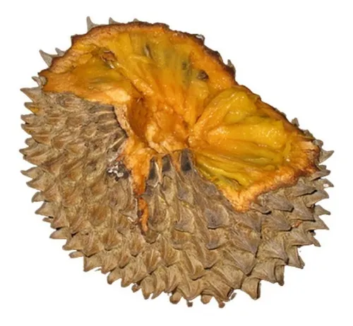 Semilla De Ilama O Annona Macroprophyllata Fruta Exótica | MercadoLibre