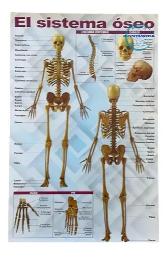 Poster Sistema Oseo | MercadoLibre Poster Sistema Oseo | MercadoLibre
