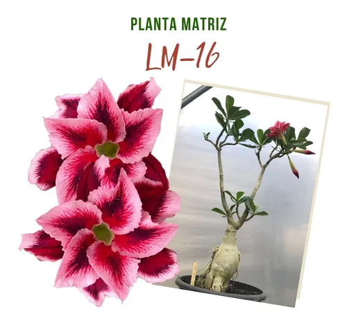 Rosa Do Deserto Matriz Lm-16 | MercadoLivre Rosa Do Deserto Matriz Lm-16 | MercadoLivre