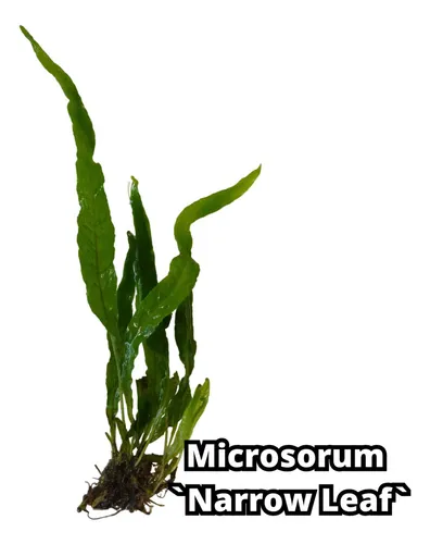 Microsorum Narrow Planta Aquario Lowtech Tronco Ou Pedras | MercadoLivre Microsorum Narrow Planta Aquario Lowtech Tronco Ou Pedras | MercadoLivre