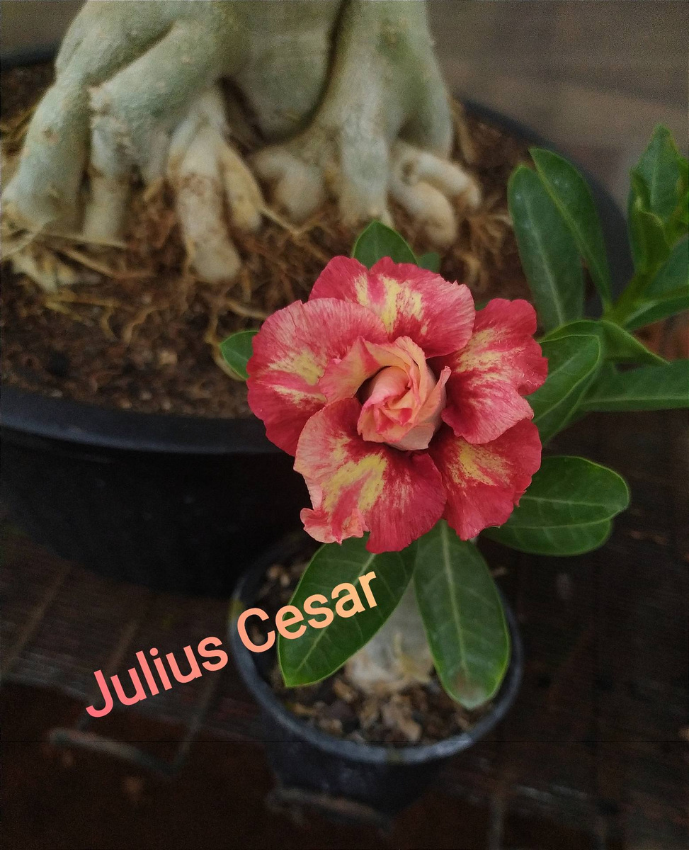 Rosa Do Deserto Julio Cesar Muda De Enxerto Perfumada | Parcelamento ... Rosa Do Deserto Julio Cesar Muda De Enxerto Perfumada | Parcelamento ...