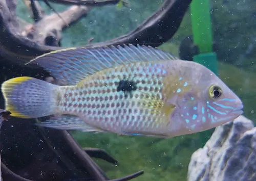 Combo Pez Green Terror + Blue Dempsey | MercadoLibre Combo Pez Green Terror + Blue Dempsey | MercadoLibre