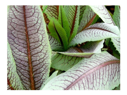 100 Sementes De Almeirão Roxo | Parcelamento sem juros