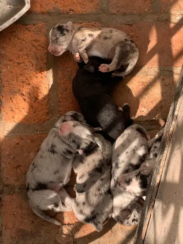 Cachorros Border Collie Puros. en venta en Lobos Buenos Aires Interior ... Cachorros Border Collie Puros. en venta en Lobos Buenos Aires Interior ...