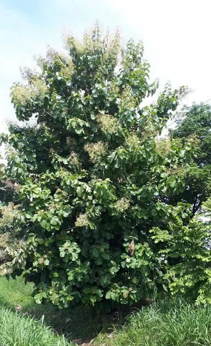 Semillas 23x-tectona Grandis-fácil Cultivo-madera Fina-teca- Semillas 23x-tectona Grandis-fácil Cultivo-madera Fina-teca-
