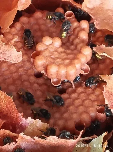 Enxame De Abelha Mandaçaia Mqq, Colmeia Muito Linda. | MercadoLivre Enxame De Abelha Mandaçaia Mqq, Colmeia Muito Linda. | MercadoLivre