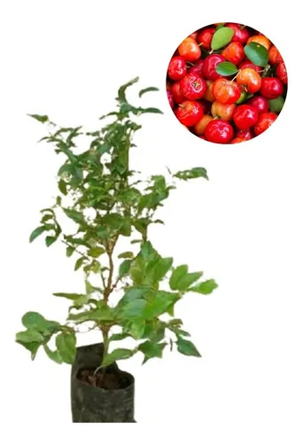 2 Mudas De Acerola Precoce (estaquia) | Parcelamento sem juros 2 Mudas De Acerola Precoce (estaquia) | Parcelamento sem juros