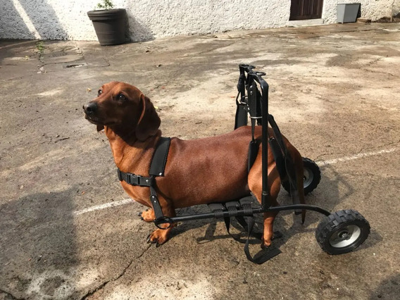 Andaderas Ortopedicas Para Perros | MercadoLibre.com.mx