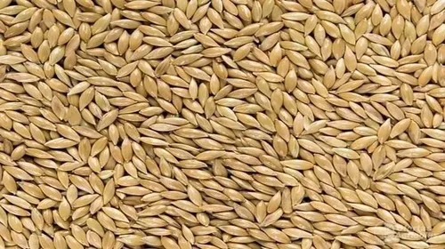 Alpiste 5kg | MercadoLivre