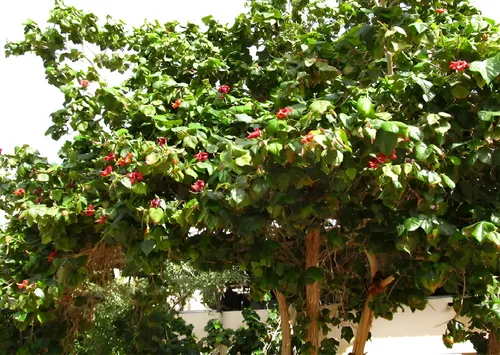 Árbol De Majagua Verde Hibiscus Elatus Más Semillas Envío Gratis