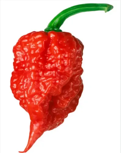 Pimenta Fresca Carolina Reaper In Natura Por Quilo | Parcelamento sem juros