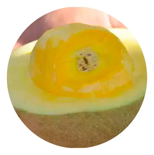 3 Mudas De Pequi Gigante Enxertada Sem Espinho Cerrado 3 Mudas De Pequi Gigante Enxertada Sem Espinho Cerrado