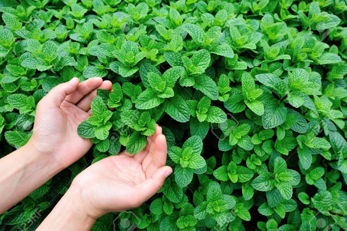 Semilla De Menta 150 Semillas Mercado Libre