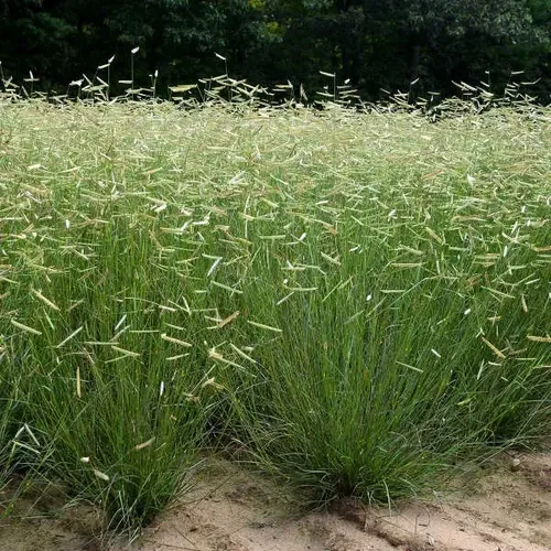 1 Kilo Semillas De Pasto Navajita - Bouteloua Gracilis C.70 | MercadoLibre