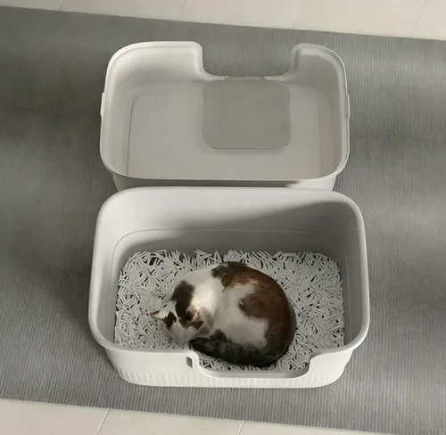 Kit Caixa De Areia Gato Fechada Xl Com Tapete E Caçamba Miw ...