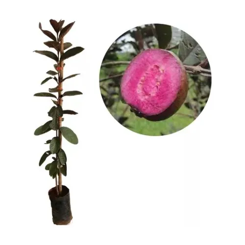 Muda De Goiaba Roxa Produzindo | MercadoLivre Muda De Goiaba Roxa Produzindo | MercadoLivre