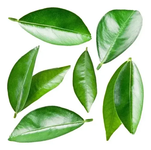 Hojas De Naranjo - Té Herbolaria - 10kg | Meses sin intereses
