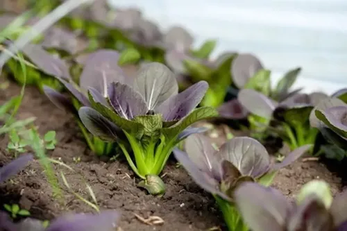 Semillas De Hortaliza Pak Choi Rojo Bok Choi Col China | Cuotas sin interés