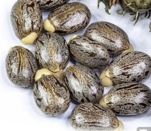 70 Semillas De Higuerilla O Ricino (ricinus Communis) | Meses sin interés